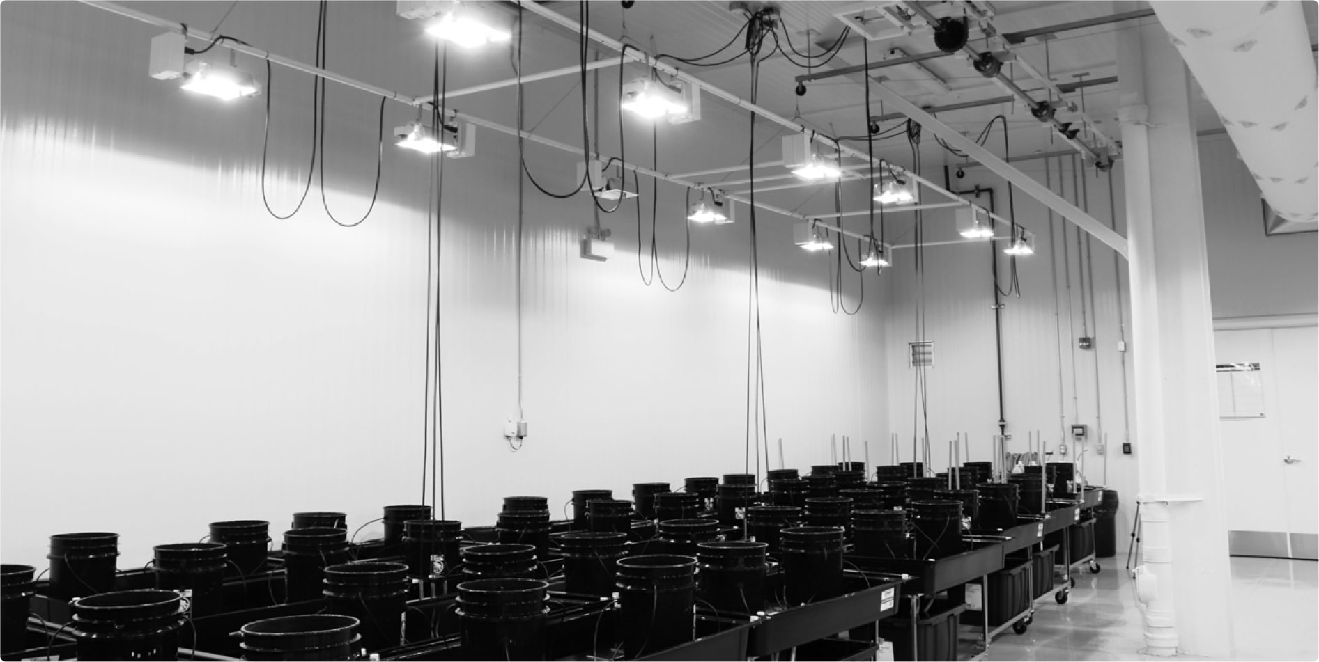 Find Adjustable Grow Light Installation for Your Facility | Lift and Grow